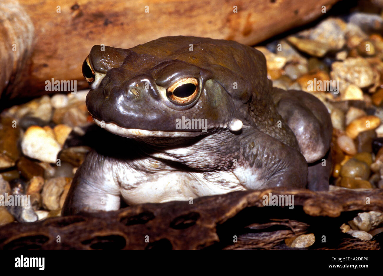 Colorado river toad hi-res stock photography and images - Alamy