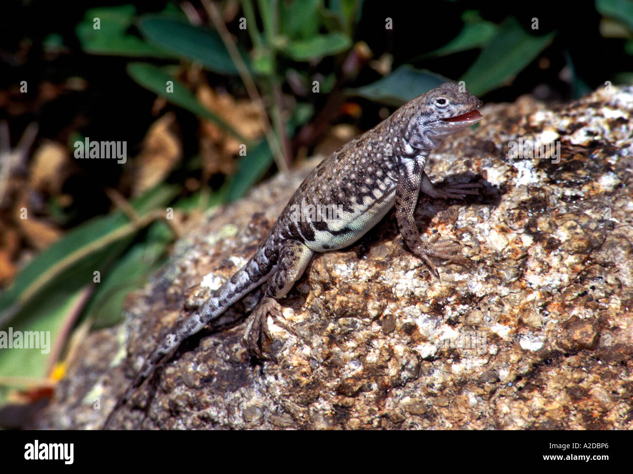 R-94 LESSER EARLESS LIZARD ON ROCK Stock Photo - Alamy