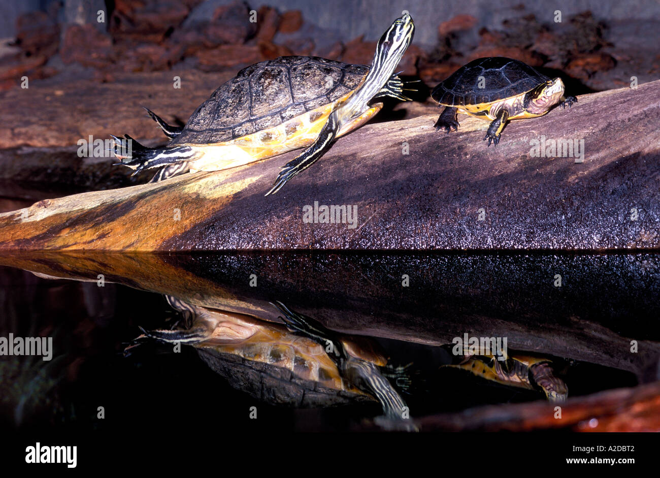 Chicken turtle hi-res stock photography and images - Alamy