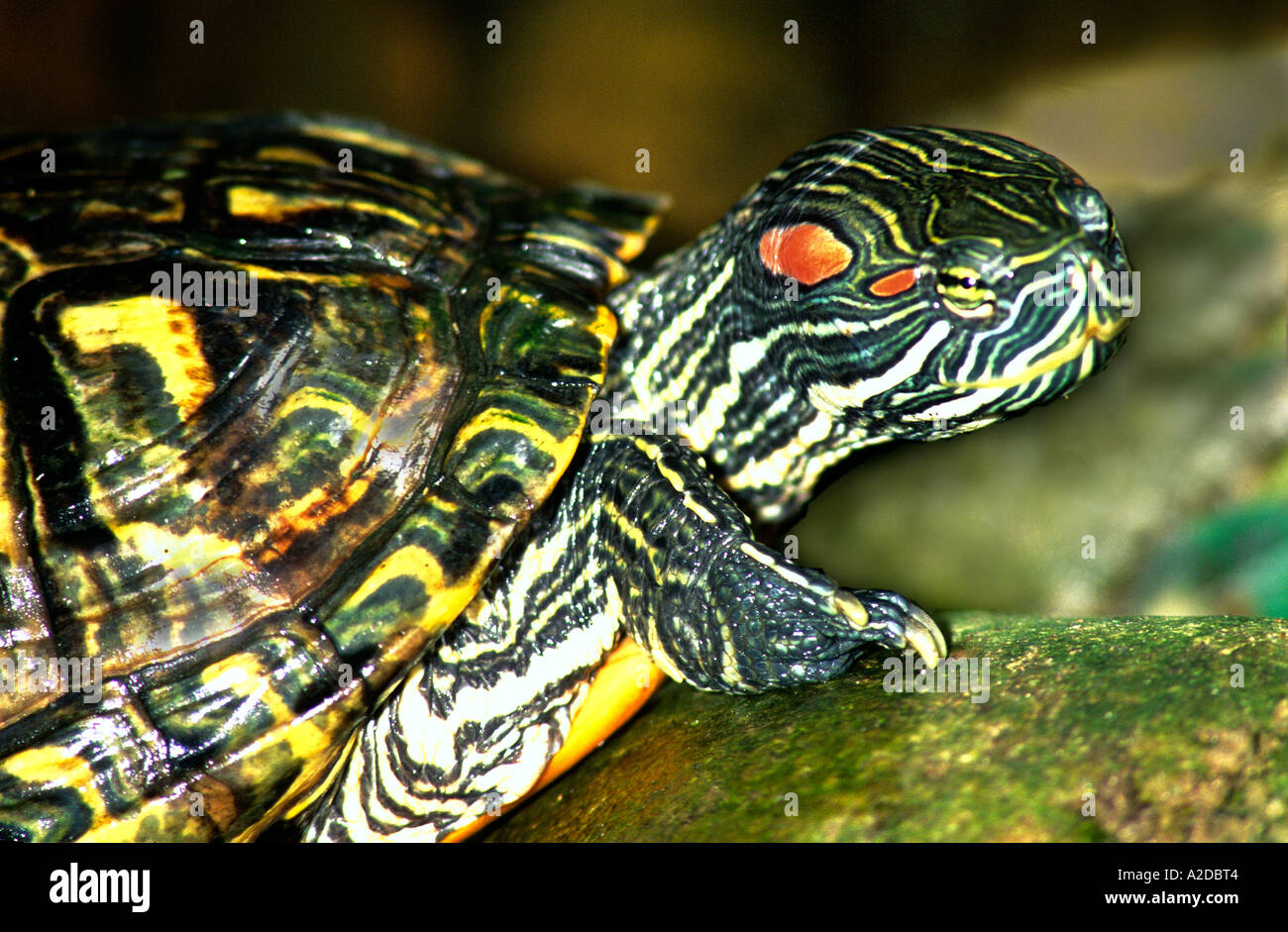 279 red hi-res stock photography and images - Alamy