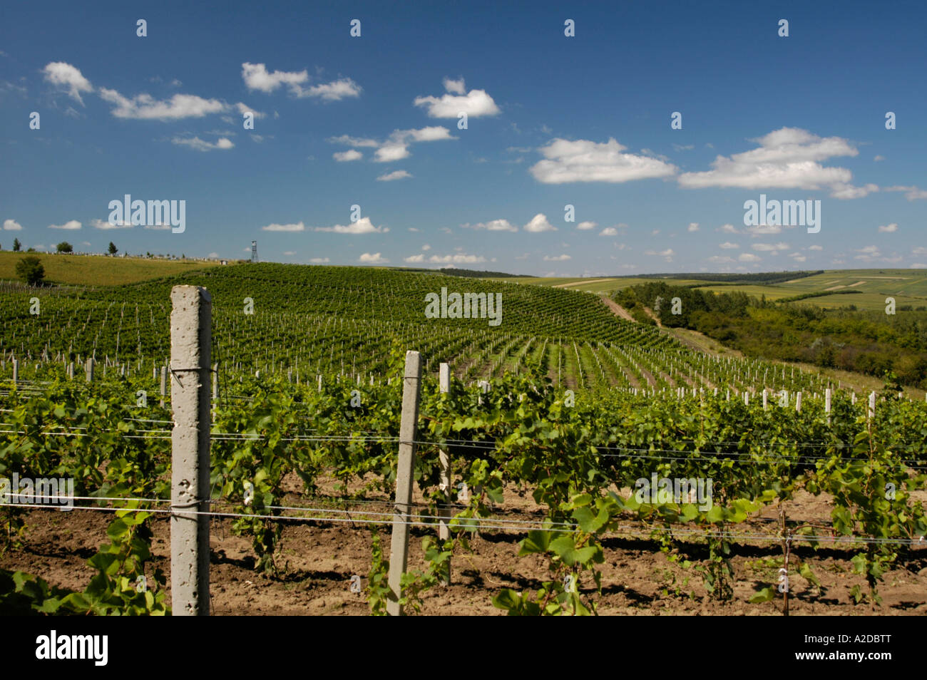 Moldovian vineculture vineyard hi-res stock photography and images - Alamy
