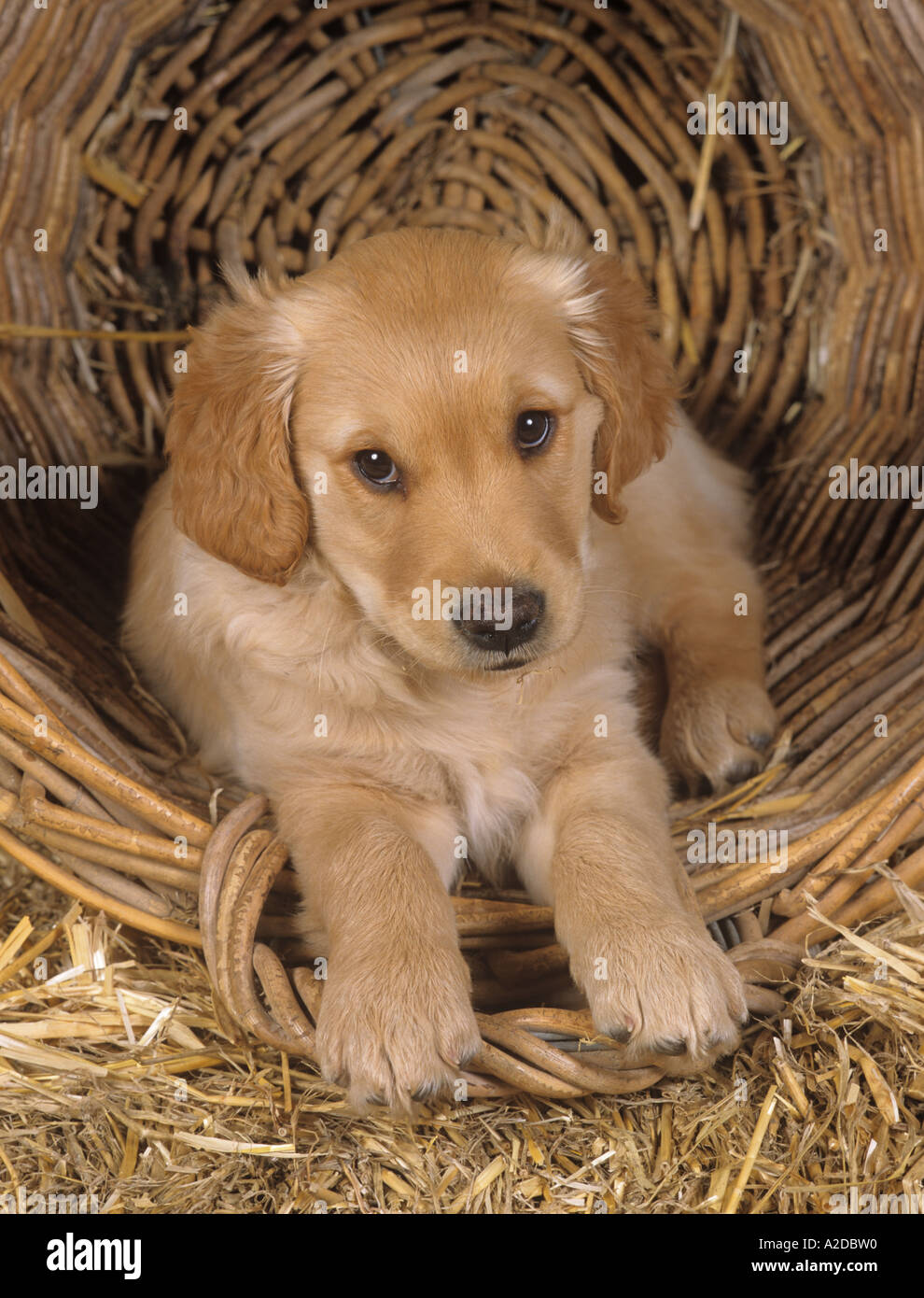 Golden Retriever Puppy in Basket Stock Photo - Alamy