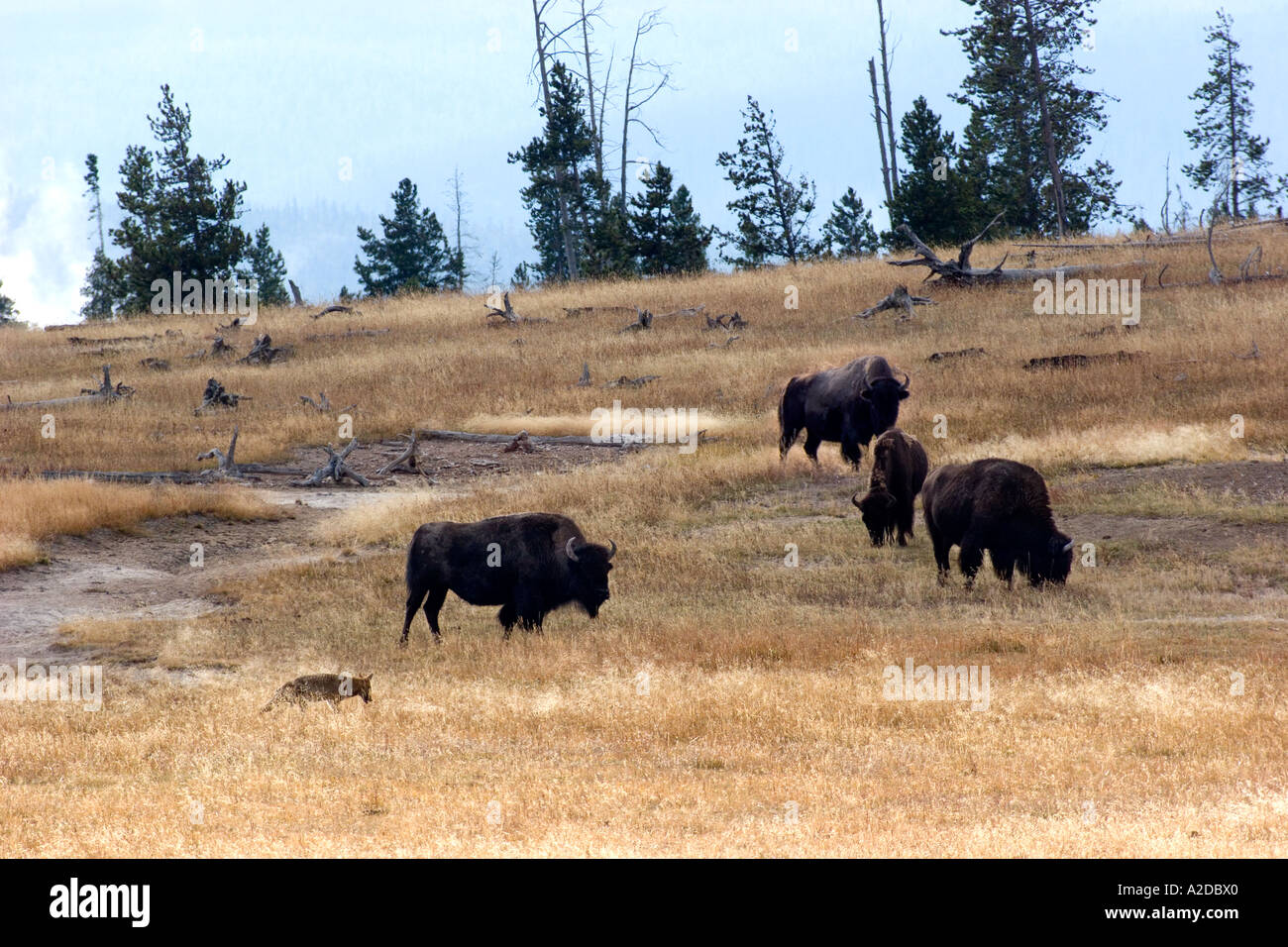 MB-163D COYOTE AND BISON Stock Photo - Alamy