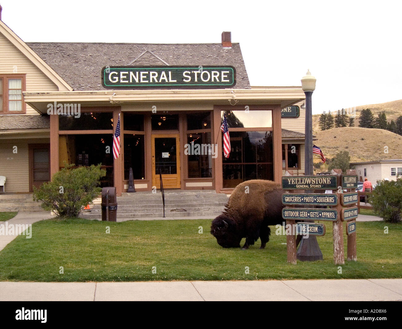 General bison hi-res stock photography and images - Alamy