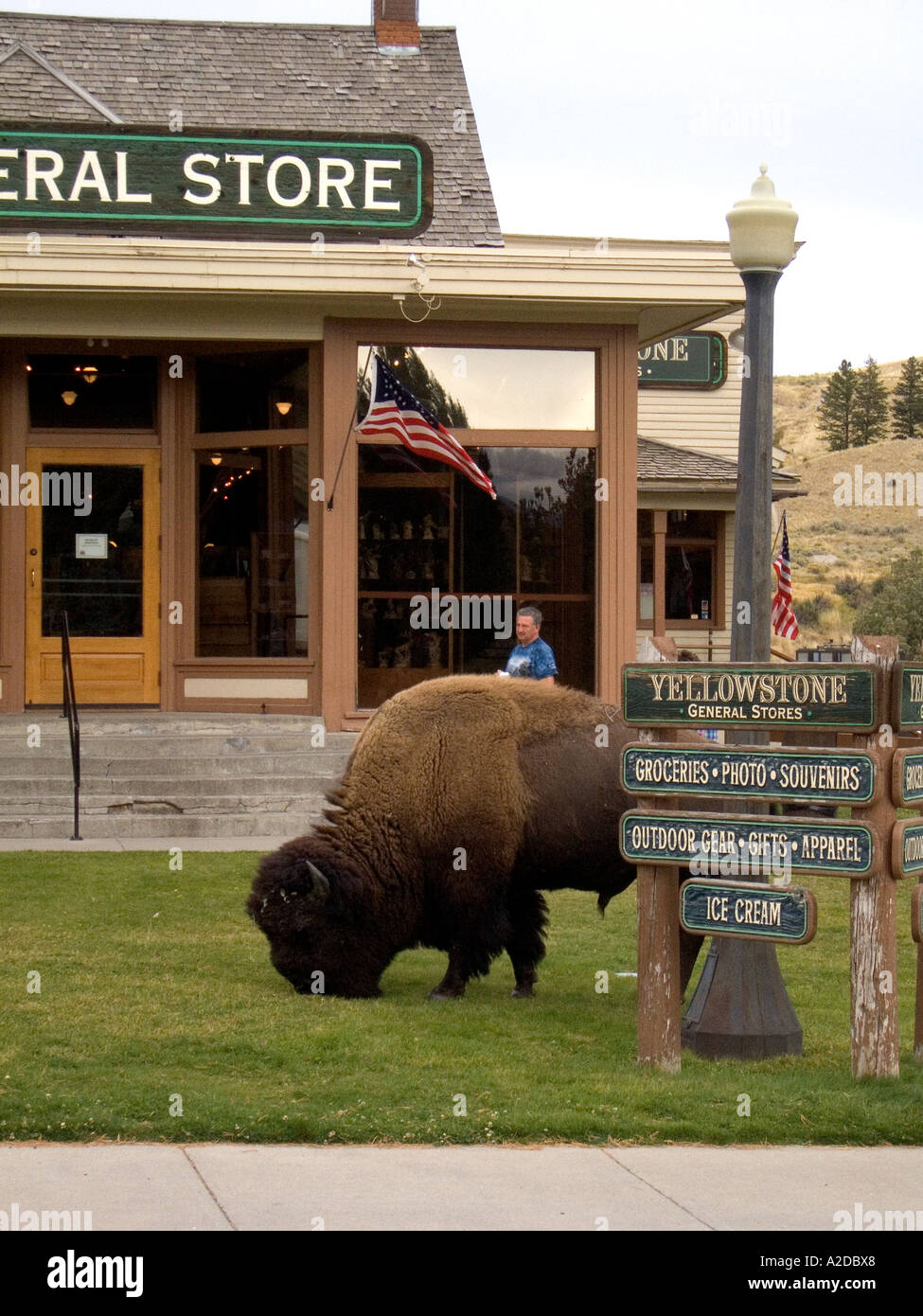 General bison hi-res stock photography and images - Alamy