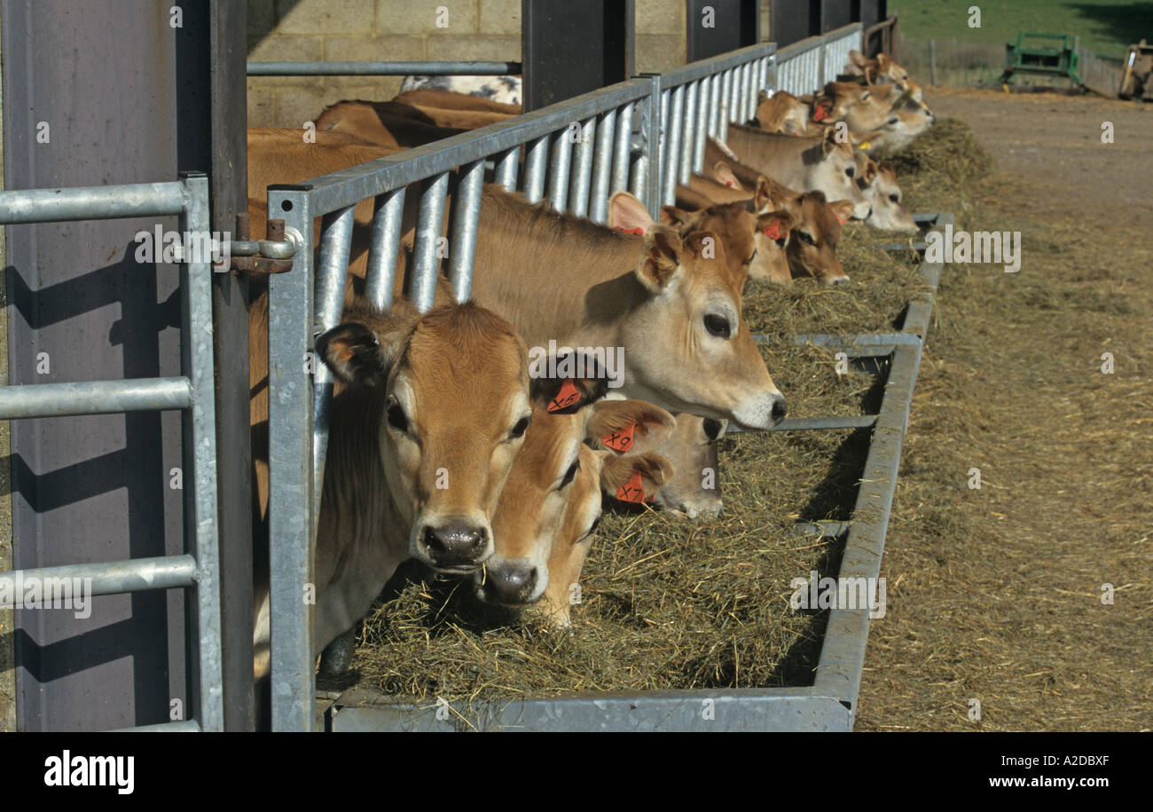Growing cattle hi-res stock photography and images - Alamy