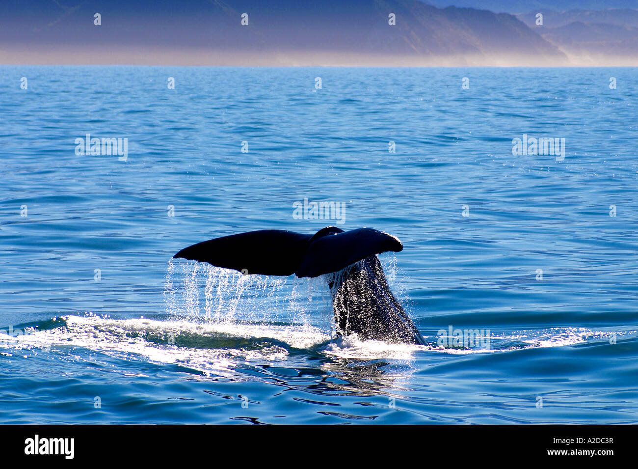 Whales tail, New Zealand Stock Photo - Alamy