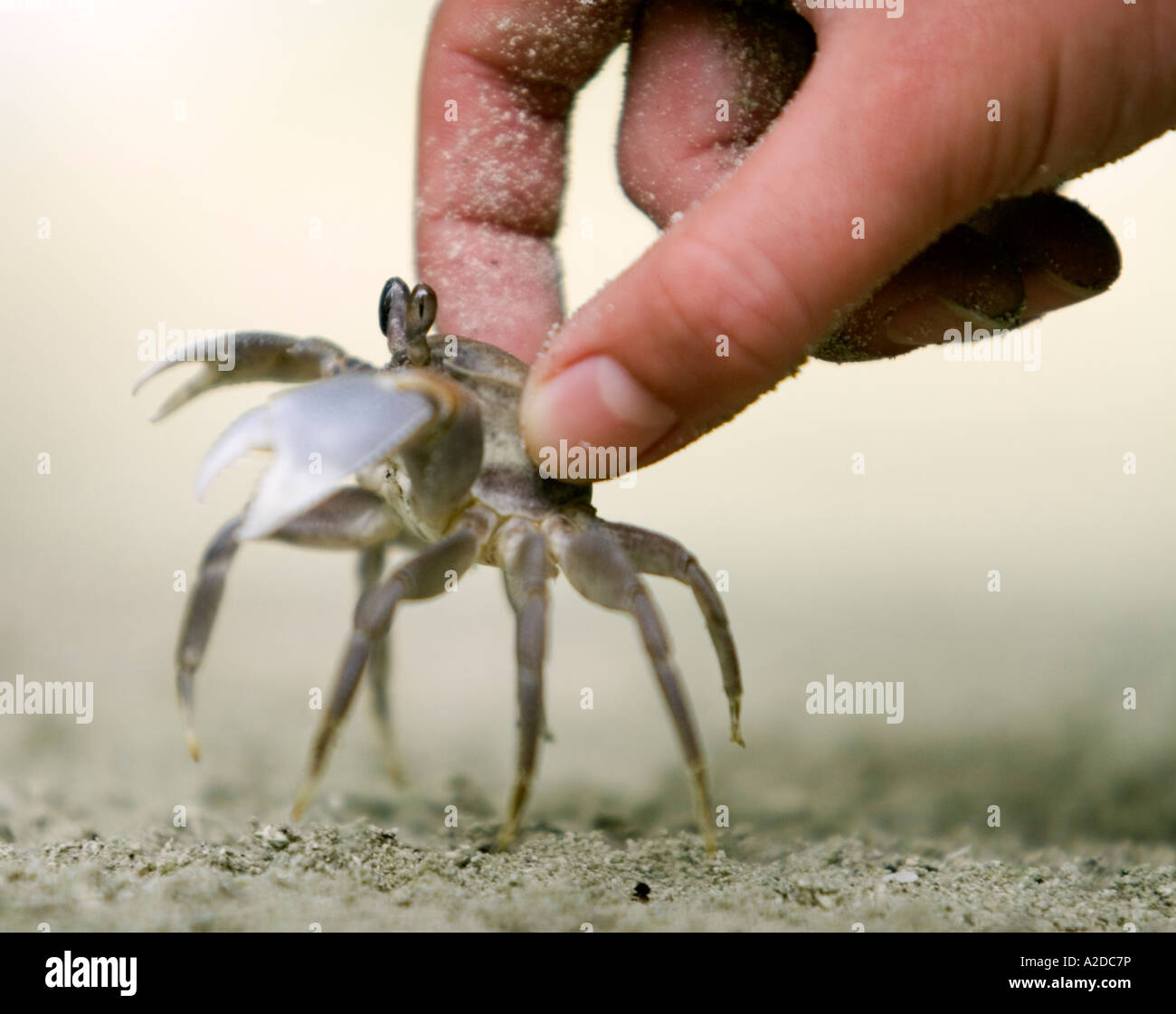 catching the crab Stock Photo - Alamy