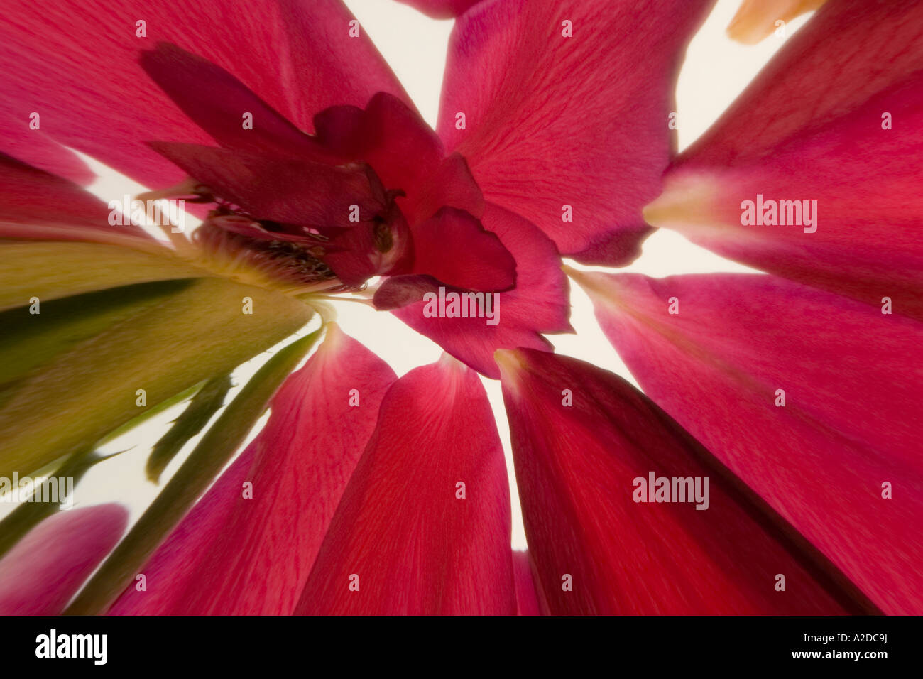 Rose patals hi-res stock photography and images - Alamy