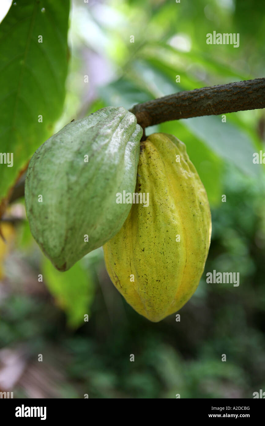 Yellow and green cocoa pods hi-res stock photography and images - Alamy