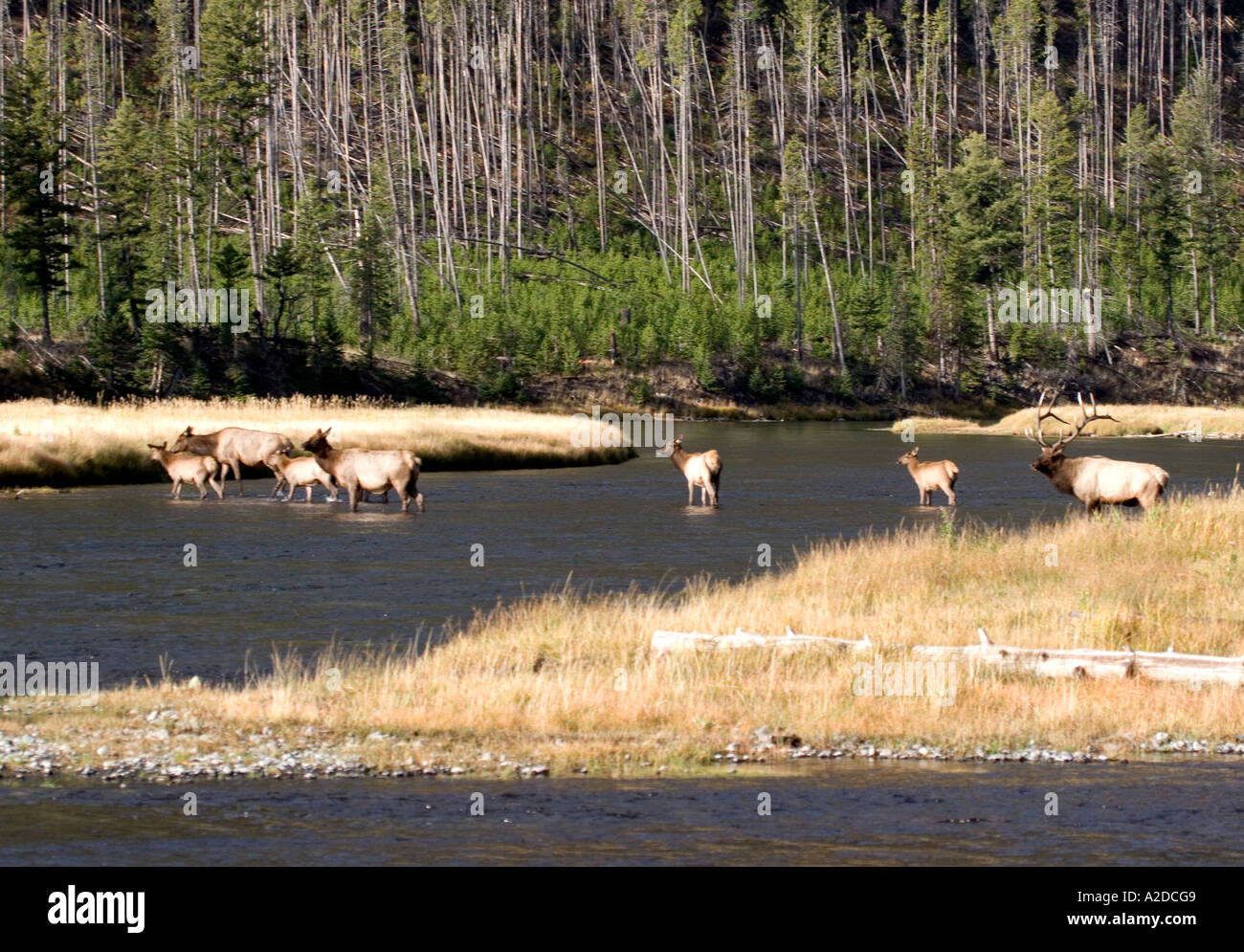 Cows across hi-res stock photography and images - Alamy