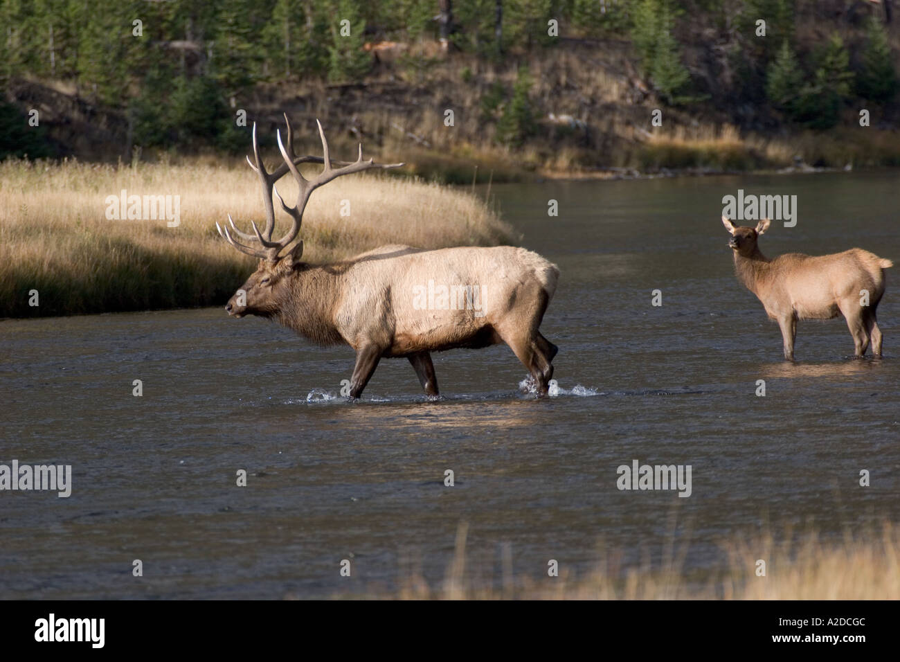 Bull elk crossing river hi-res stock photography and images - Alamy