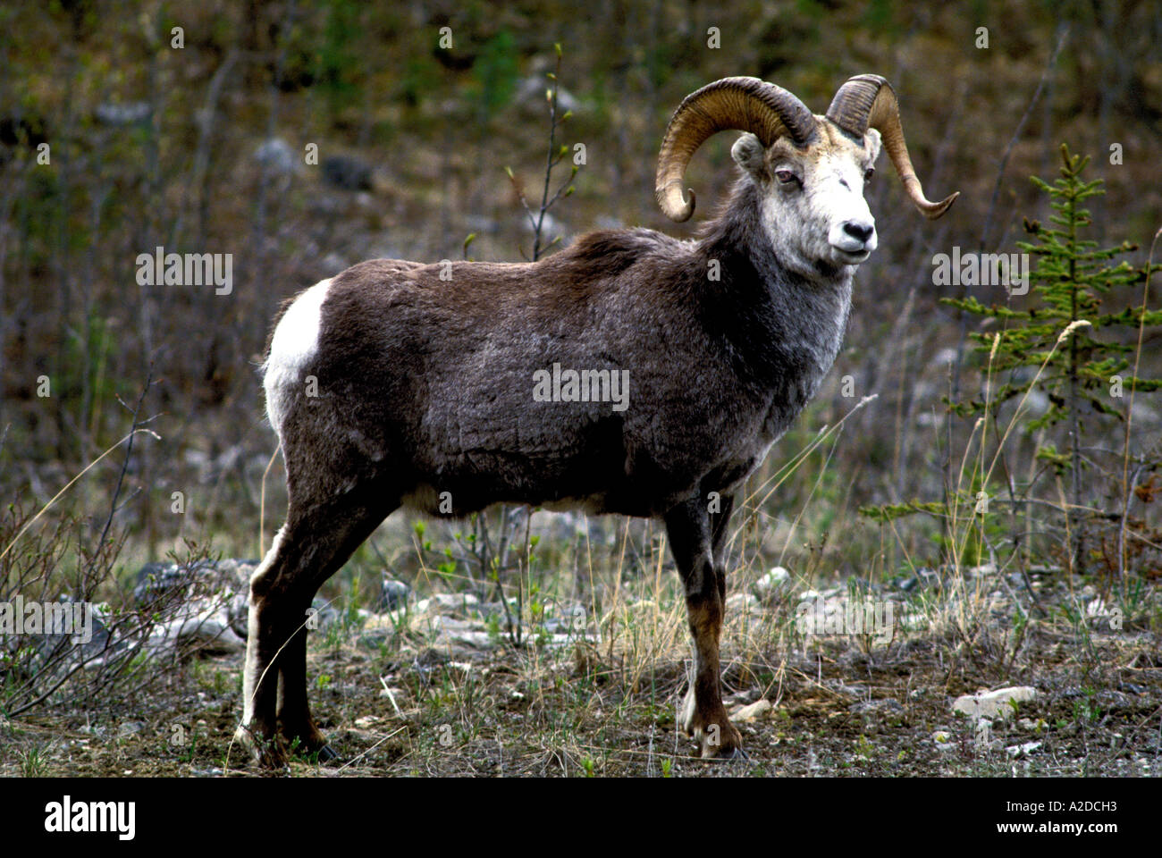 MS-149 STONE SHEEP RAM Stock Photo - Alamy