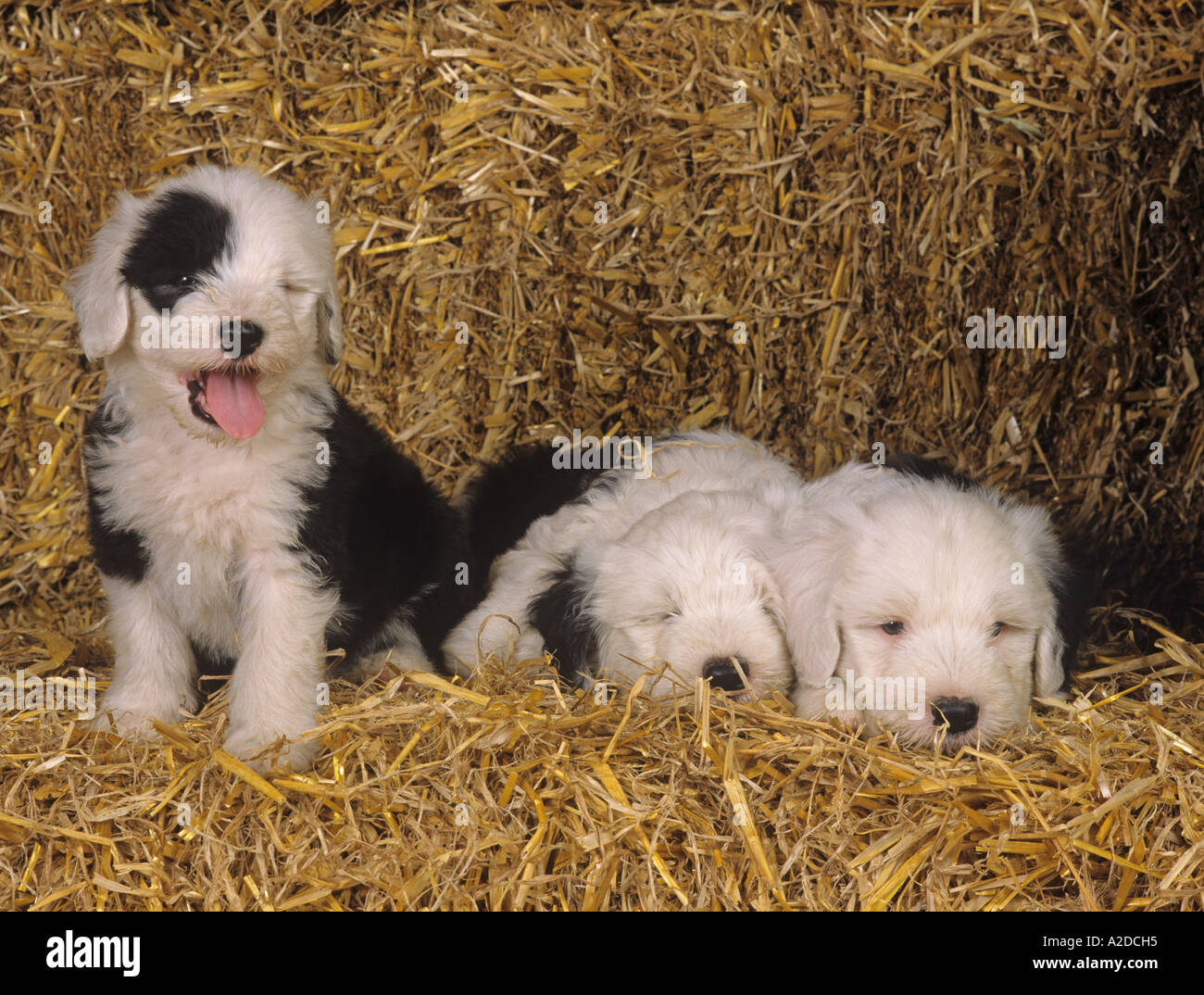 Old english sheepdog puppies hi-res stock photography and images - Alamy
