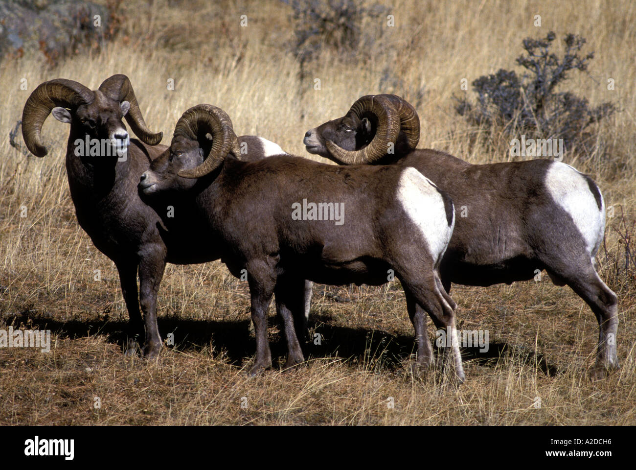 Three rams hi-res stock photography and images - Alamy