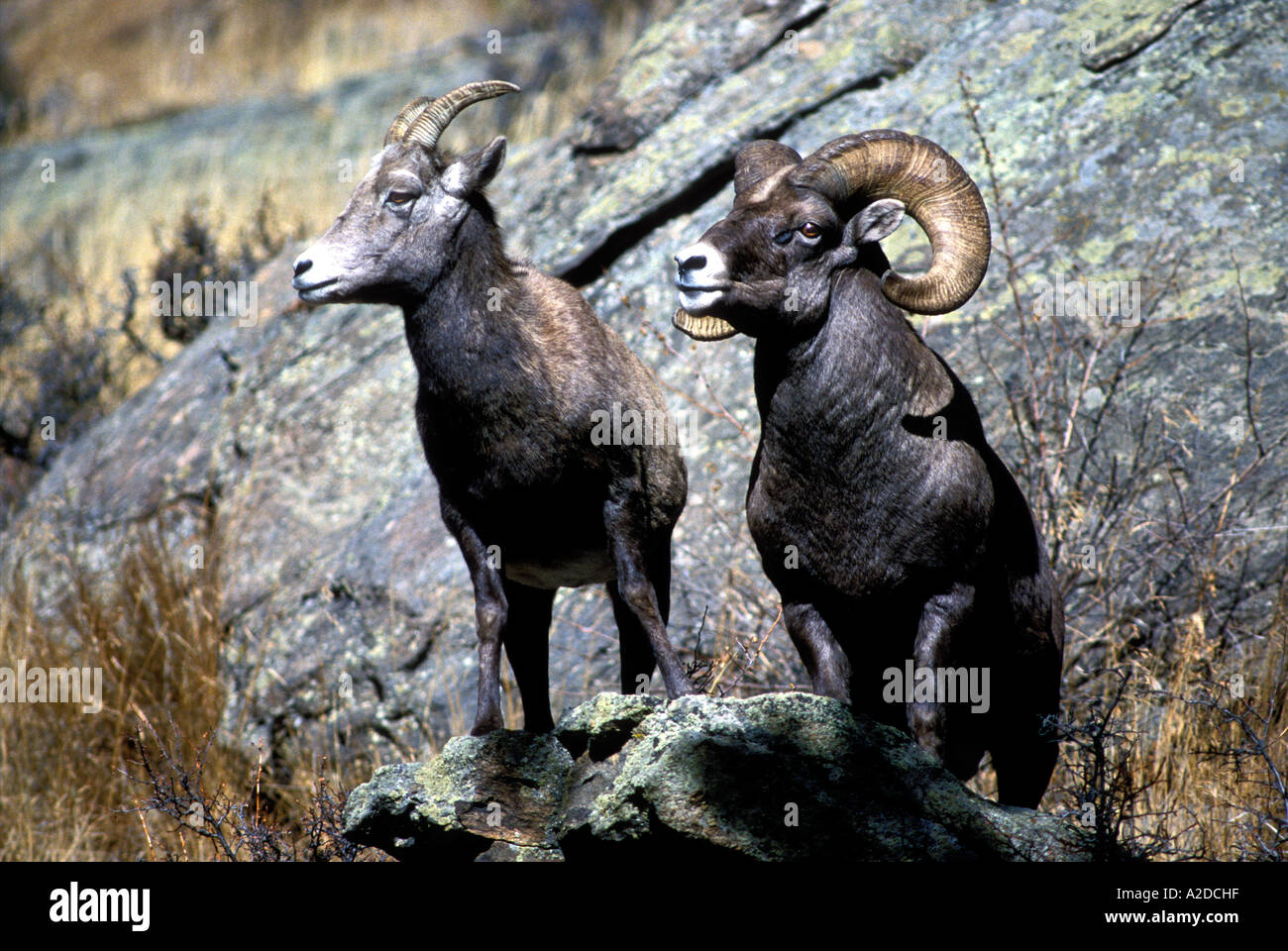 Ms 170 hi-res stock photography and images - Alamy