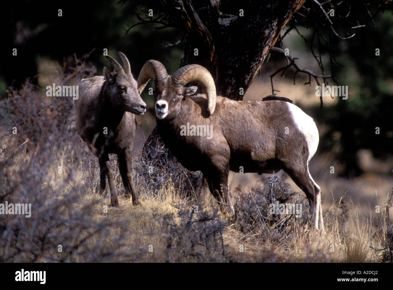 Bighorn sheep pair hi-res stock photography and images - Alamy