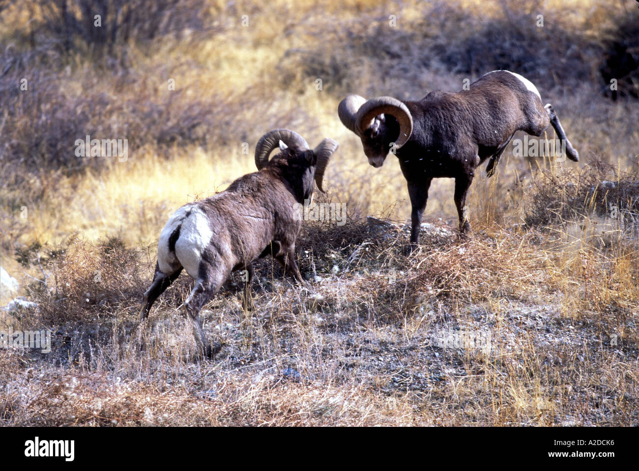Rocky Mountain Sheep Fighting