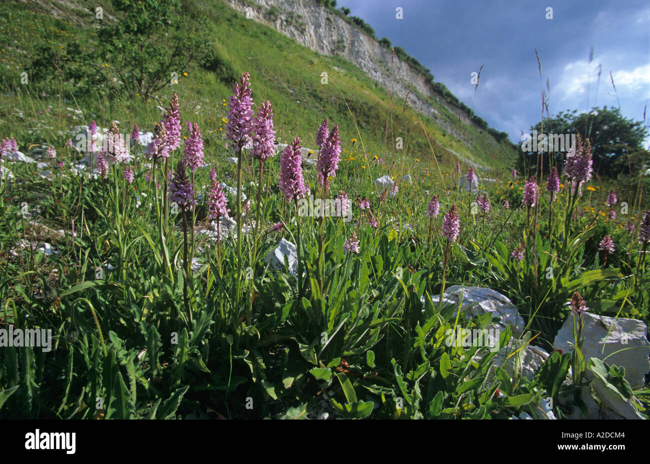Common Spotted Orchids Dactylorhiza fuchsii growing in worked out chalk ...