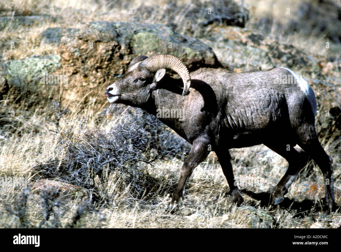 Lip curl hi-res stock photography and images - Alamy