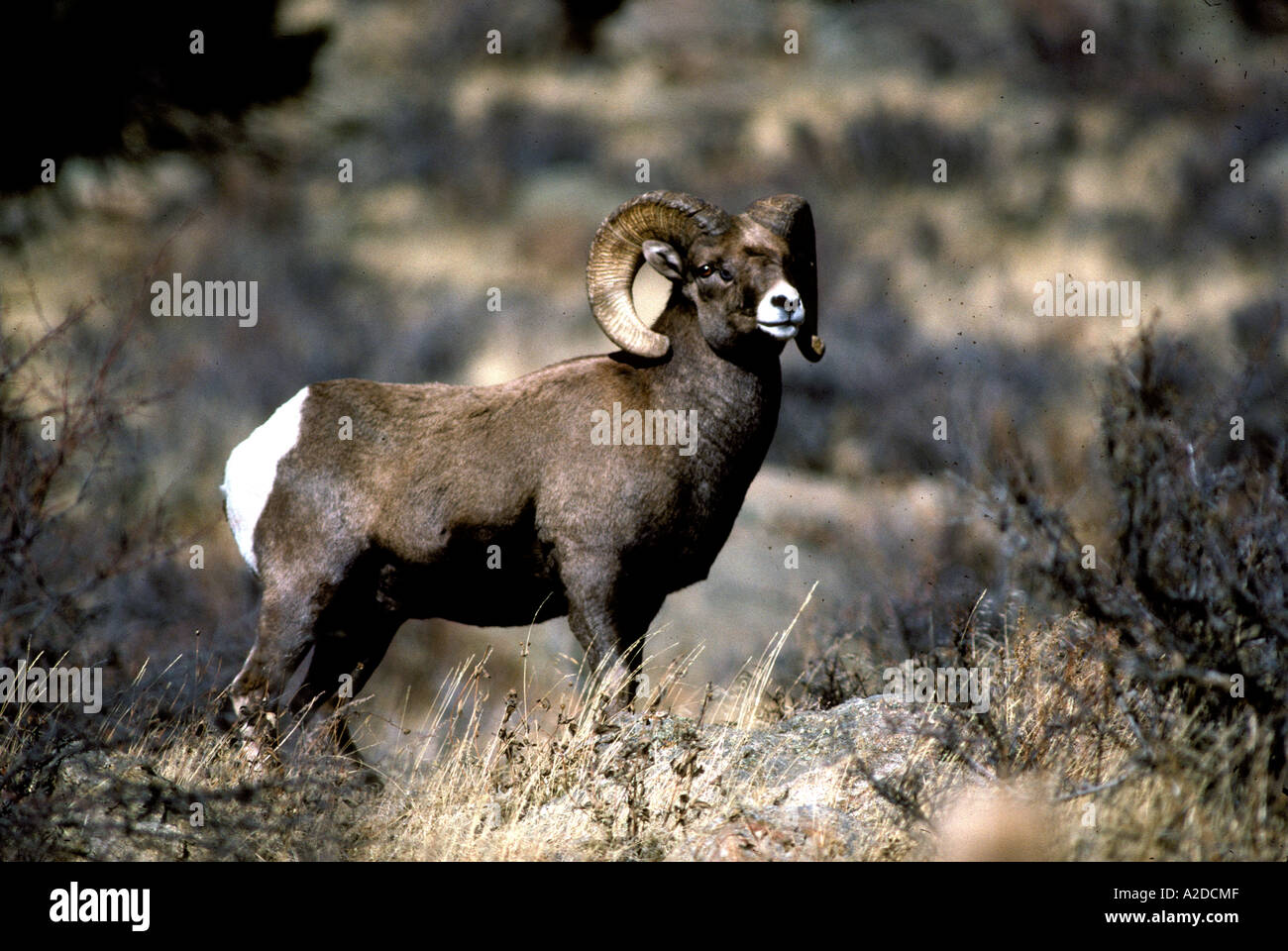 MS-4 STANDING BIGHORN SHEEP RAM Stock Photo - Alamy