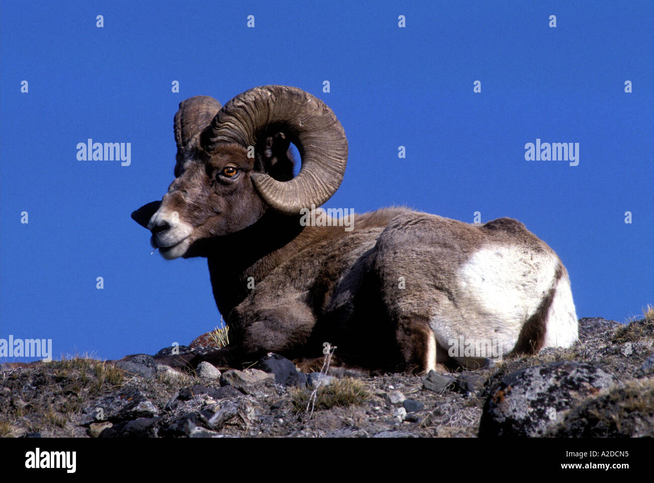 MS-51 OLD BIGHORN RAM ON SKYLINE Stock Photo - Alamy