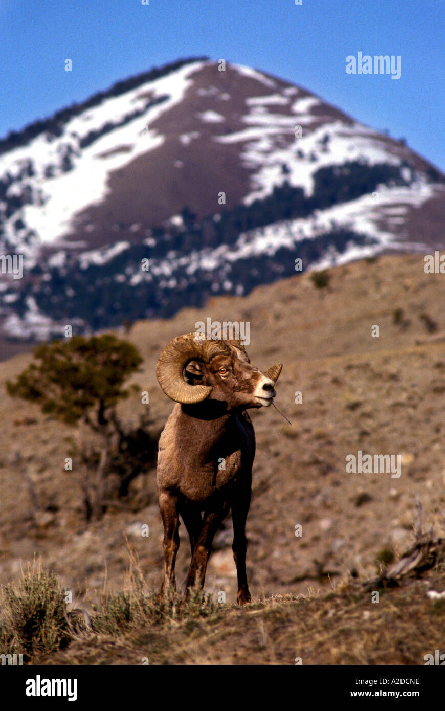 MS-73 OLD BIGHORN RAM HABITAT Stock Photo - Alamy