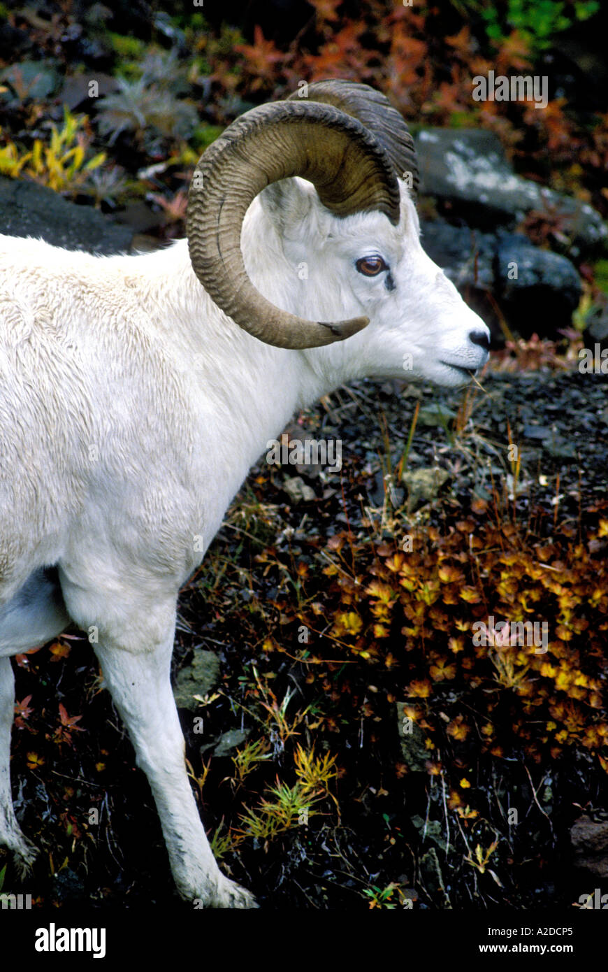 MS2-27 DALL SHEEP RAM ON HILLSIDE Stock Photo - Alamy