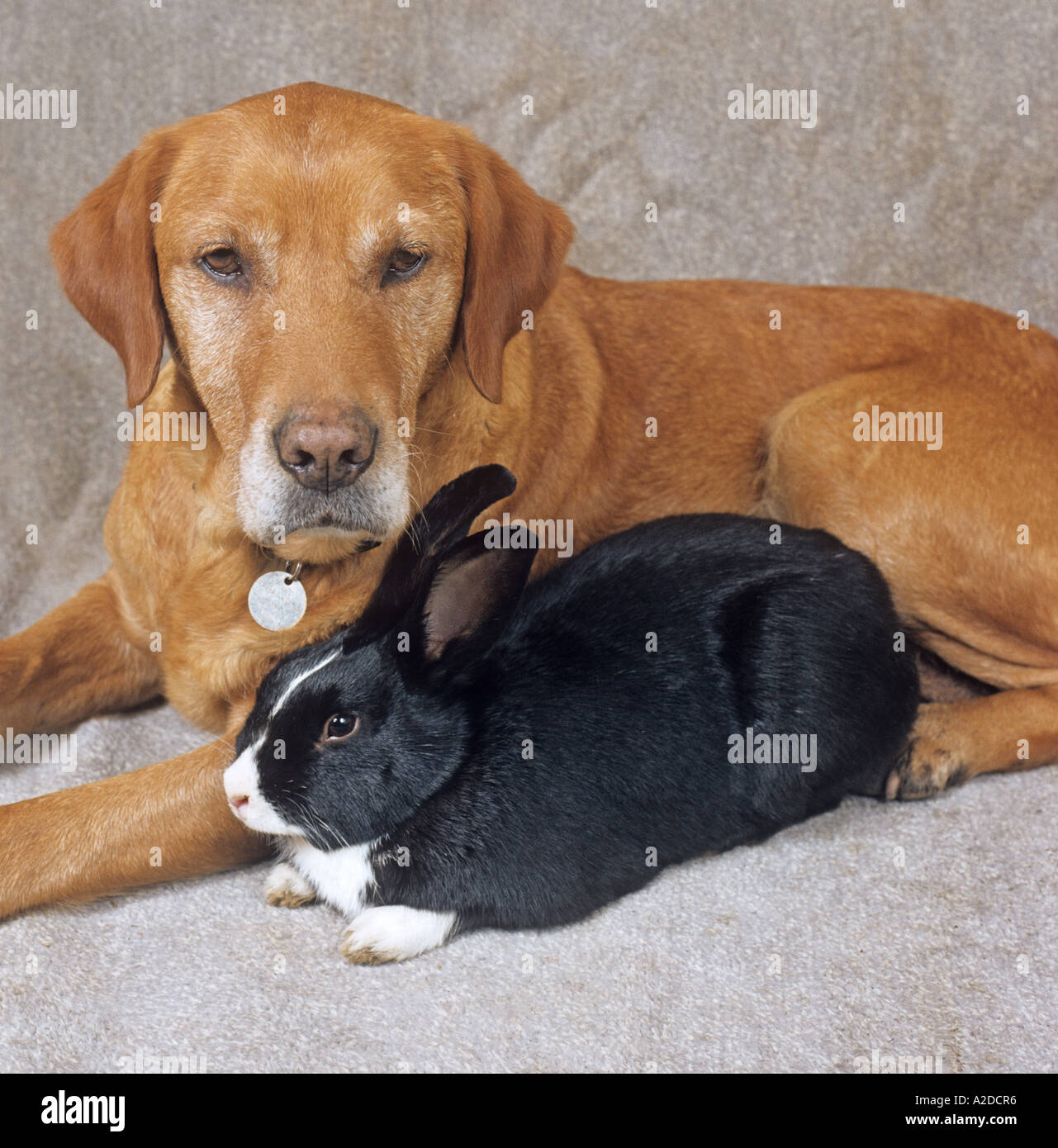 Yellow Labrador dog with pet black and white rabbit Stock Photo - Alamy