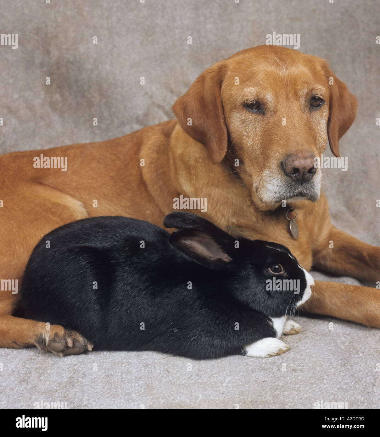 Yellow Labrador dog with pet black and white rabbit Stock Photo - Alamy
