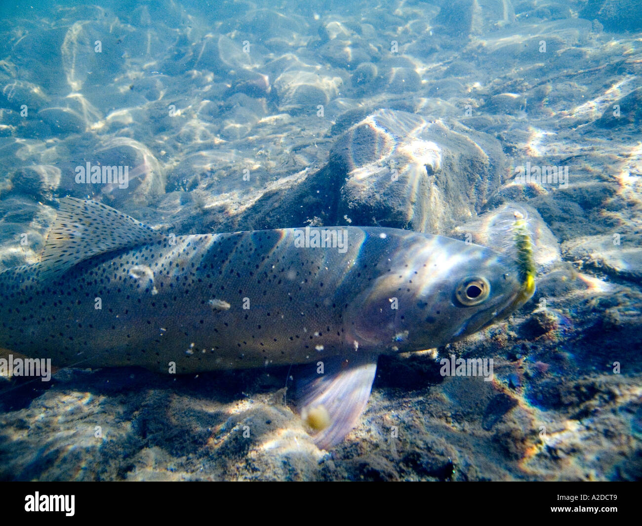 Yellowstone cutthroat trout hi-res stock photography and images - Alamy