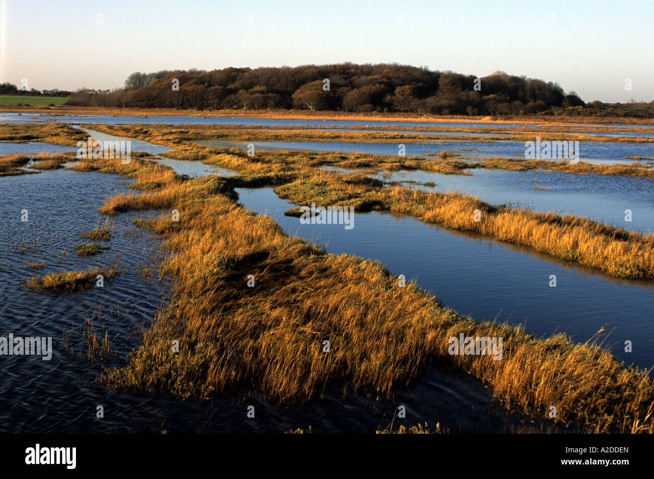 Dingle marshes, Dunwich, Suffolk, UK Stock Photo - Alamy