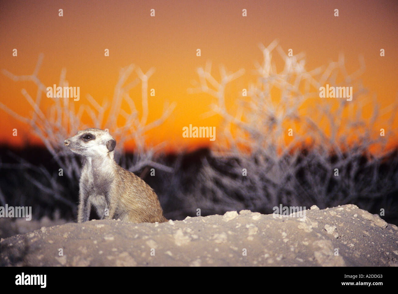 Meerkat at sunset burrow hi-res stock photography and images - Alamy
