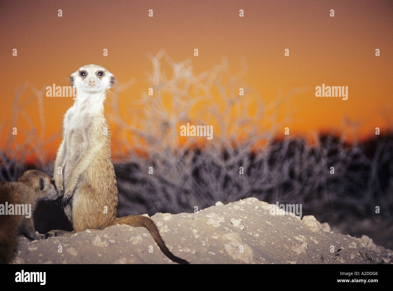 Meerkat standing guard at sunset Kalahari desert South Africa Stock ...