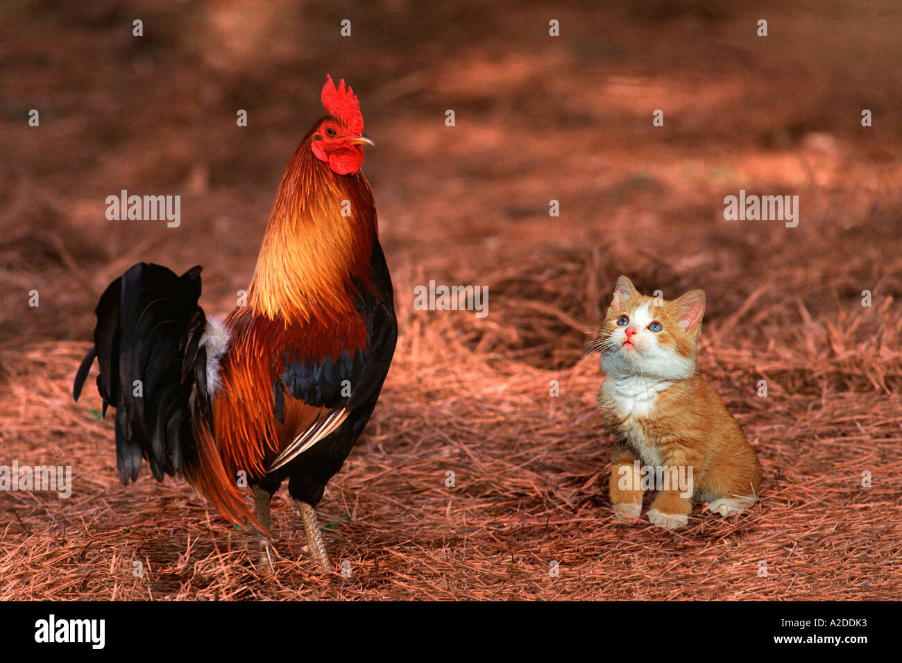 Rooster foot hi-res stock photography and images - Alamy