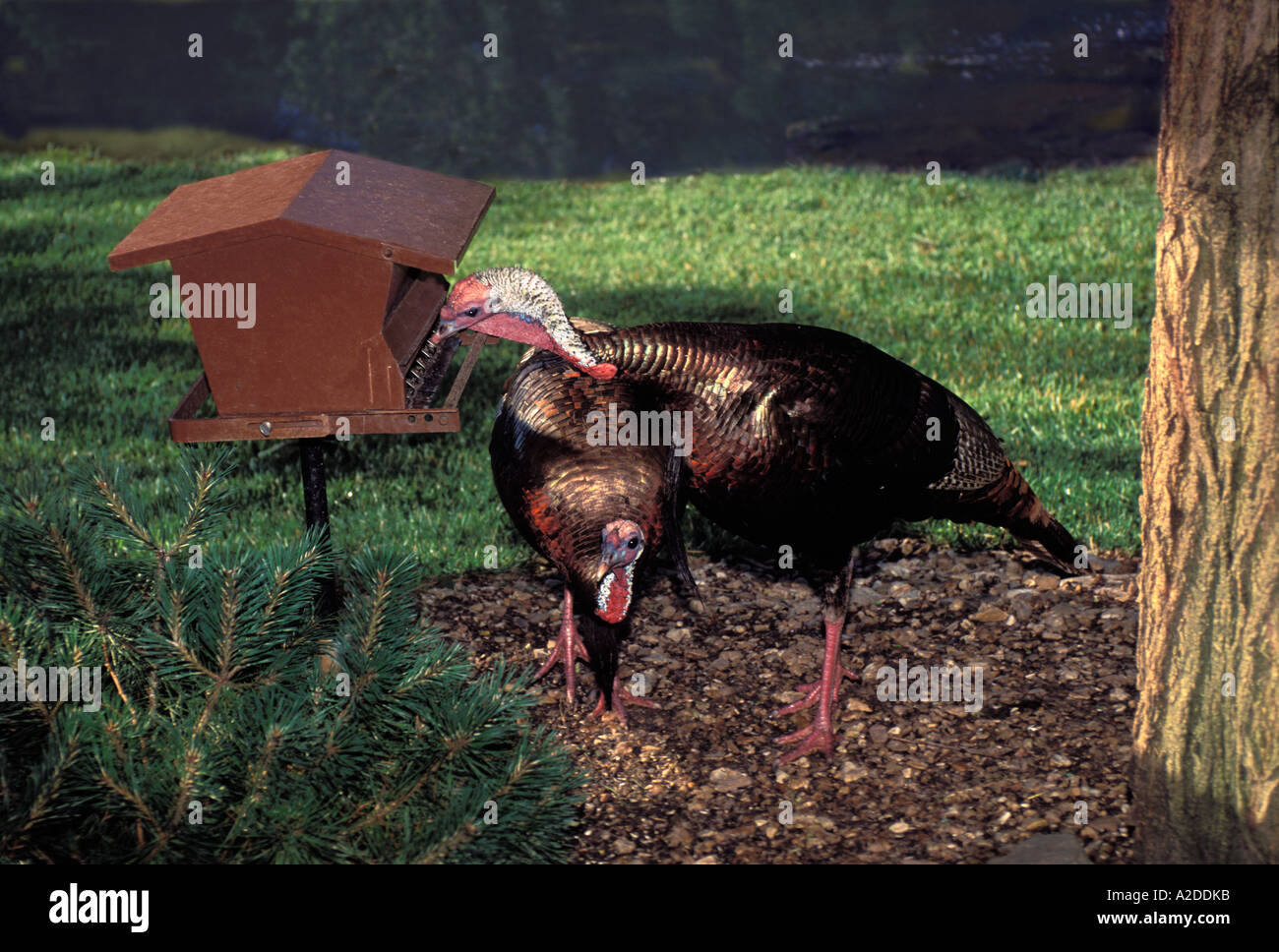 Turkeys are birds too: Two large wild turkeys feeding at home bird ...