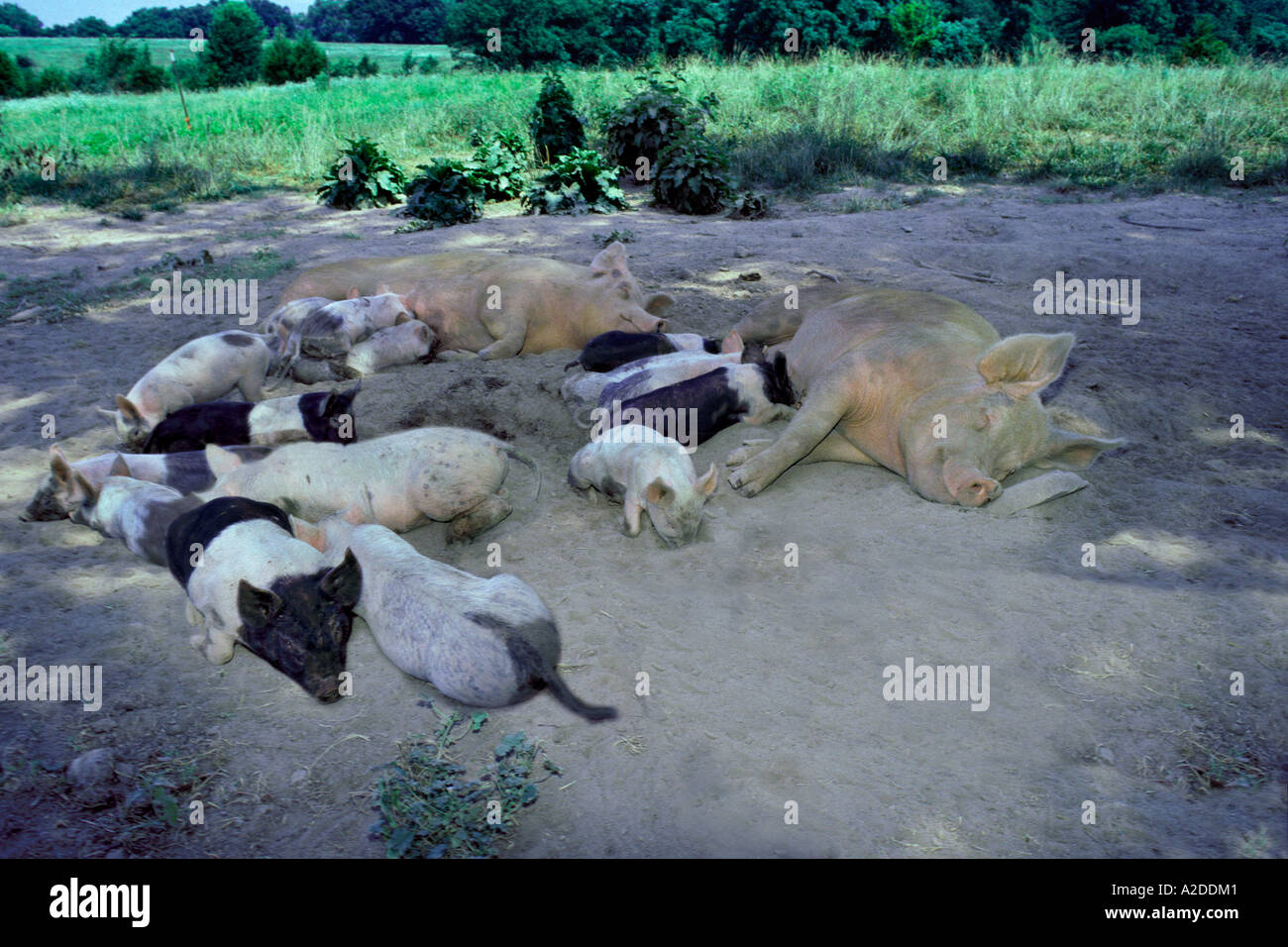 Lazy families hi-res stock photography and images - Alamy