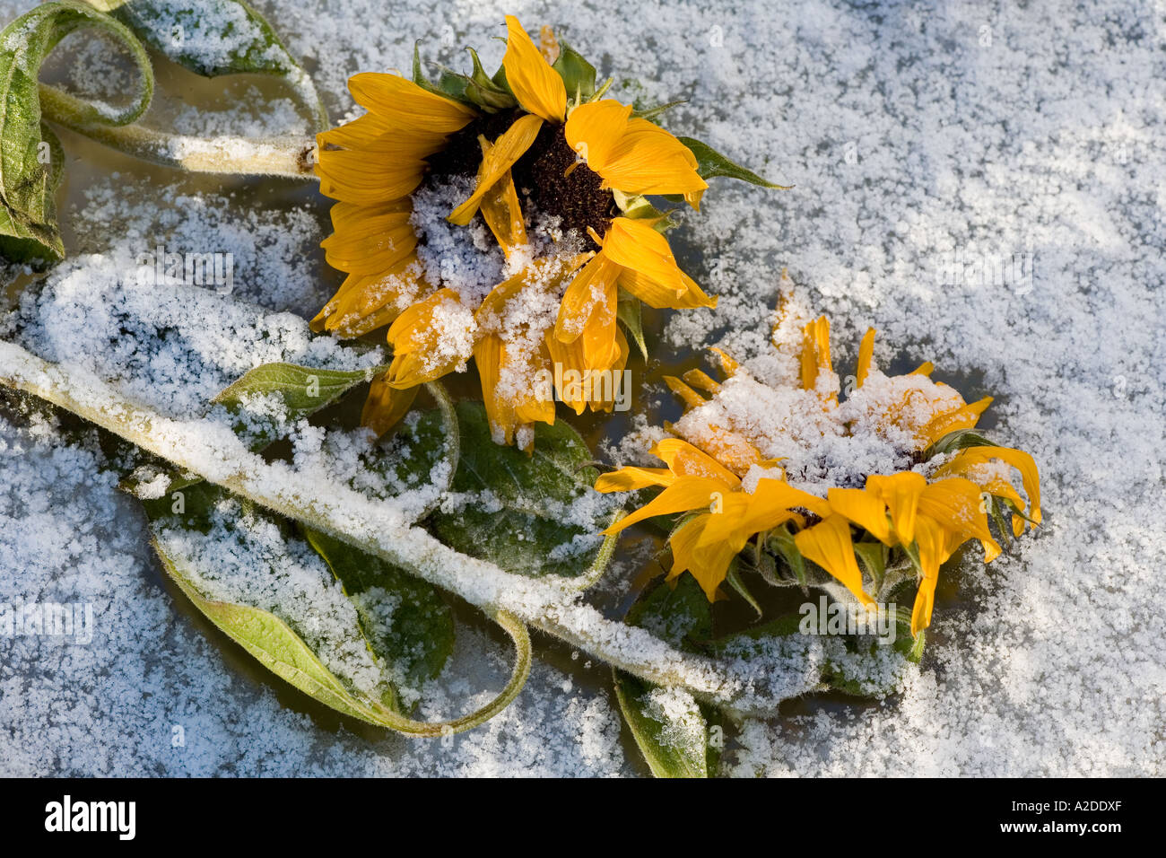 Frozen Sunflowers High Resolution Stock Photography and Images - Alamy
