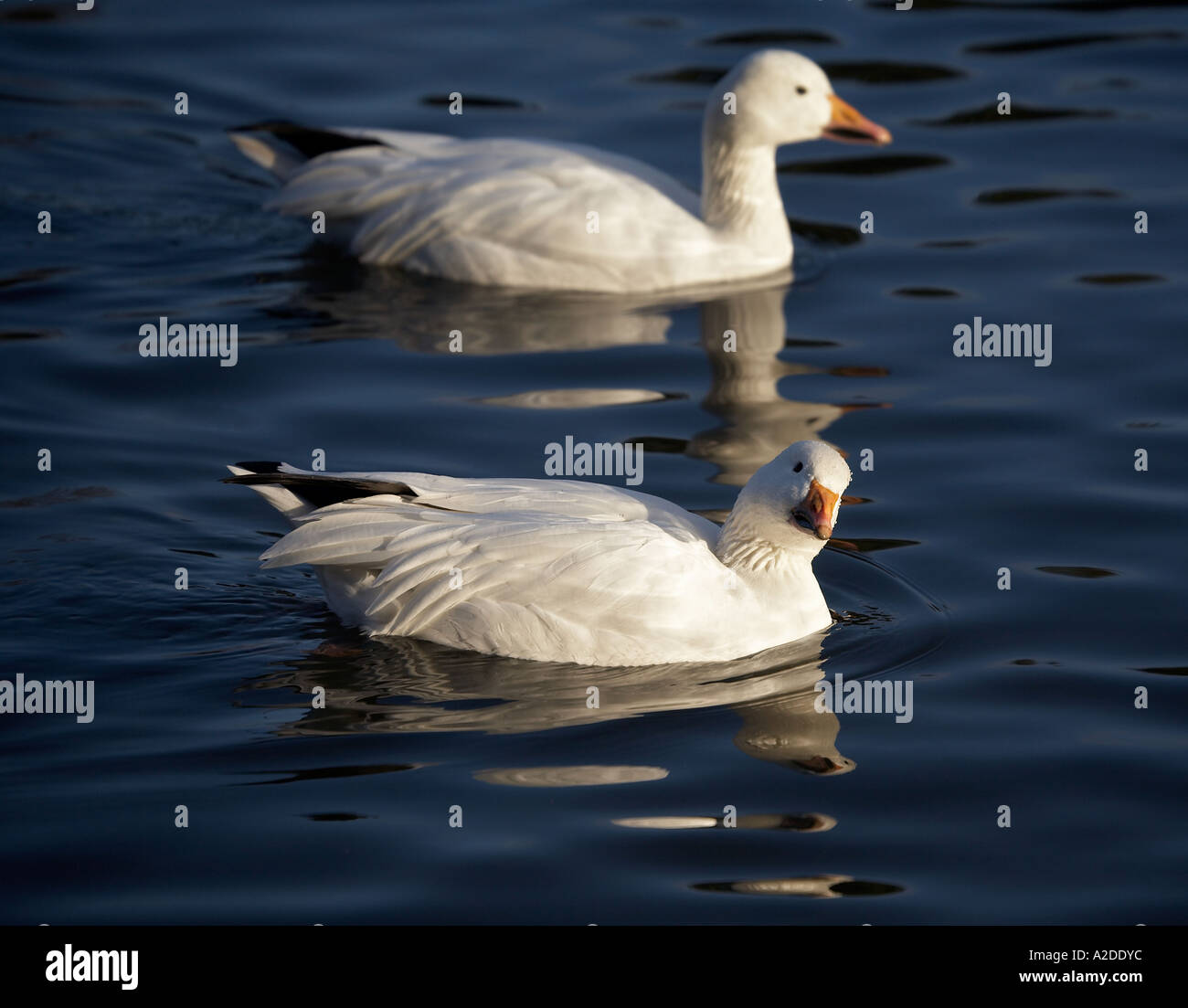 Lesser Snow geese Anser caerulescens Stock Photo - Alamy