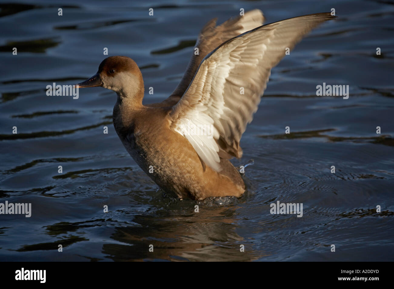 Female Pintail Anas acuta with outstretched wings Stock Photo - Alamy