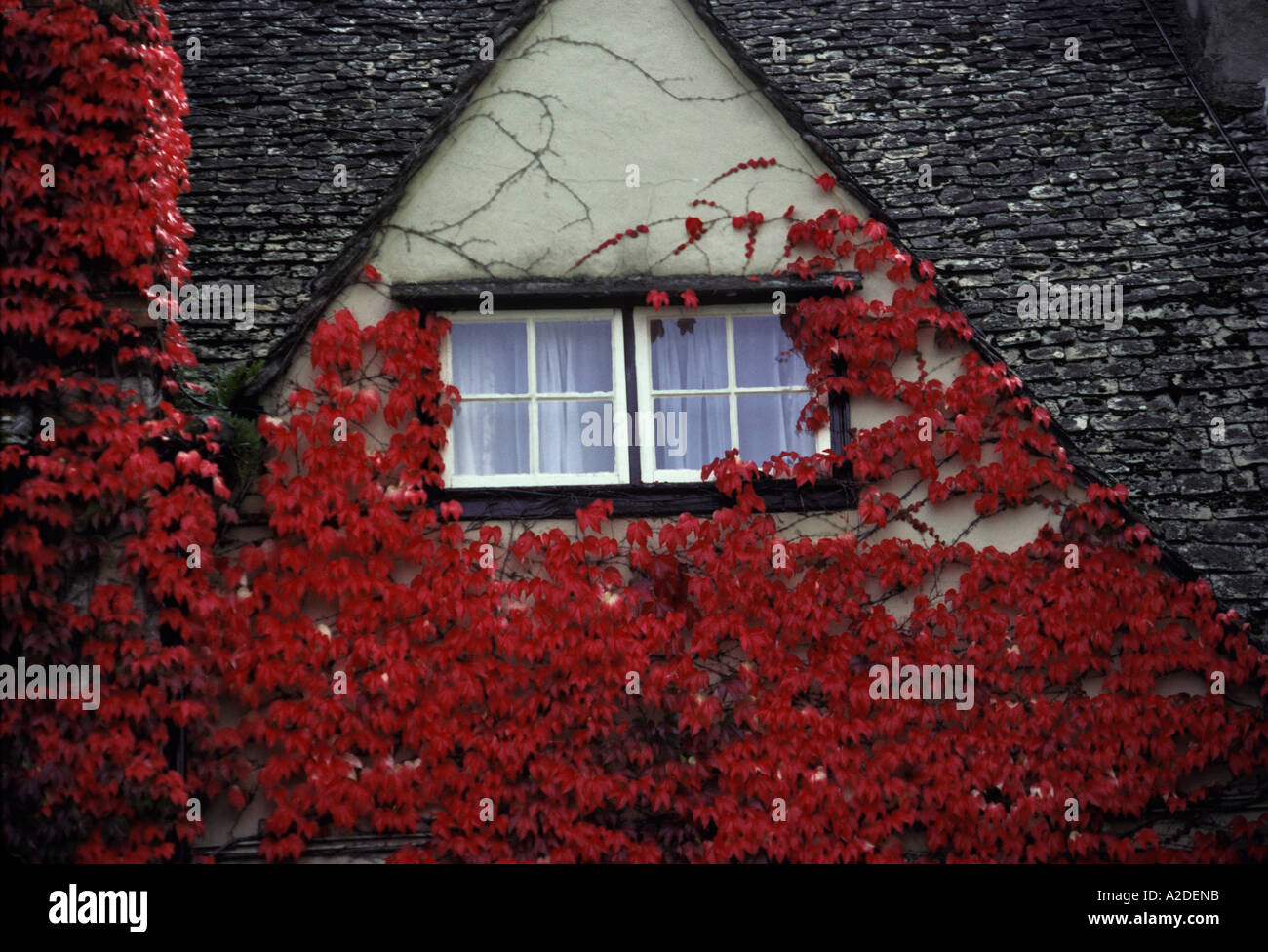 Brilliant red ivy framing european hi-res stock photography and images ...