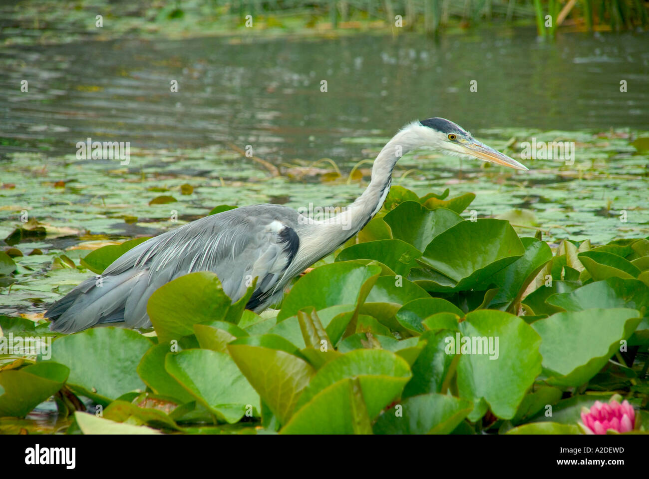 Wild food hunting hi-res stock photography and images - Alamy