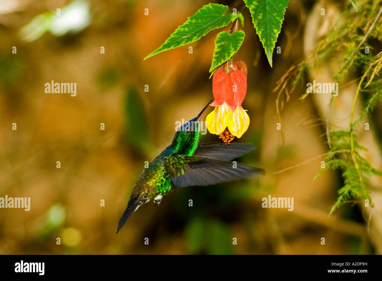 Hummig bird Buff-Winged starfrontlet (Coeligena Lutetiae), Andes ...