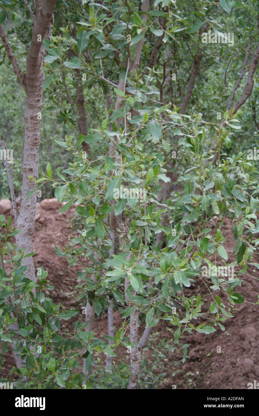 Qat growing yemen hi-res stock photography and images - Alamy