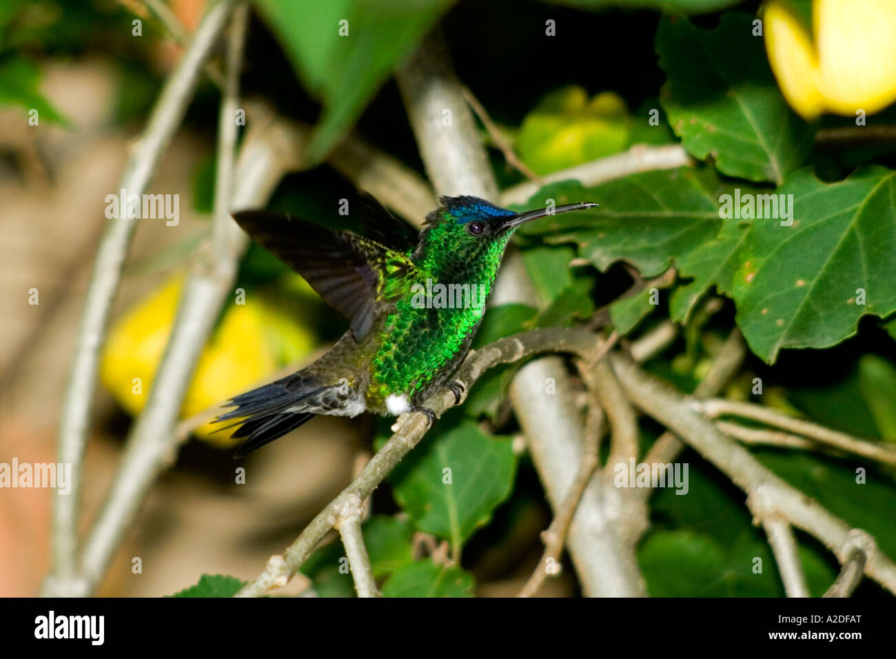 Hummig bird Buff-Winged starfrontlet (Coeligena Lutetiae), Andes ...