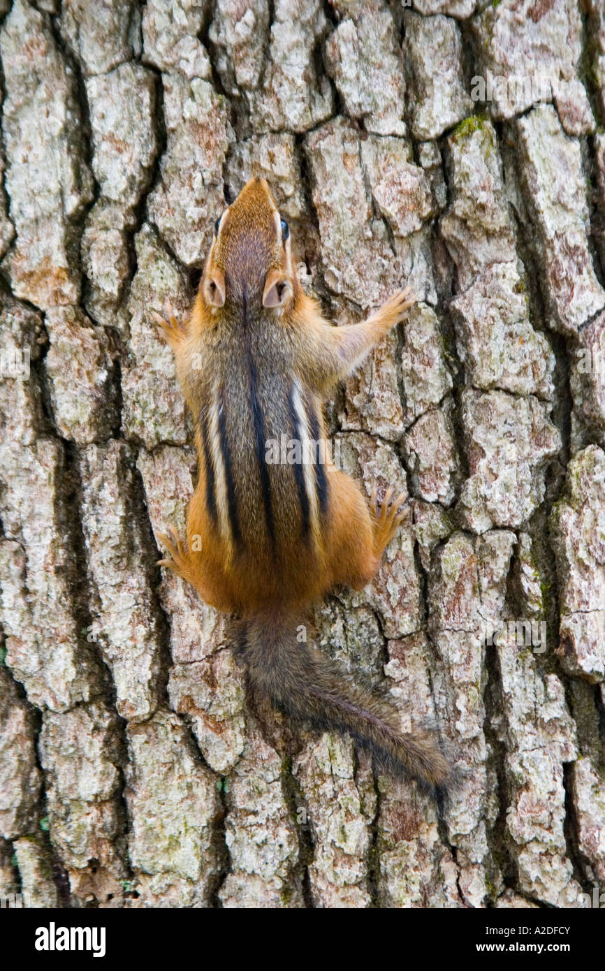 An Eastern chipmunk (tamias striatus) climbing a tree Stock Photo - Alamy
