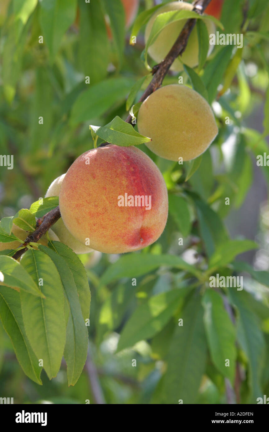 Two ripe peaches growing on a tree Stock Photo - Alamy