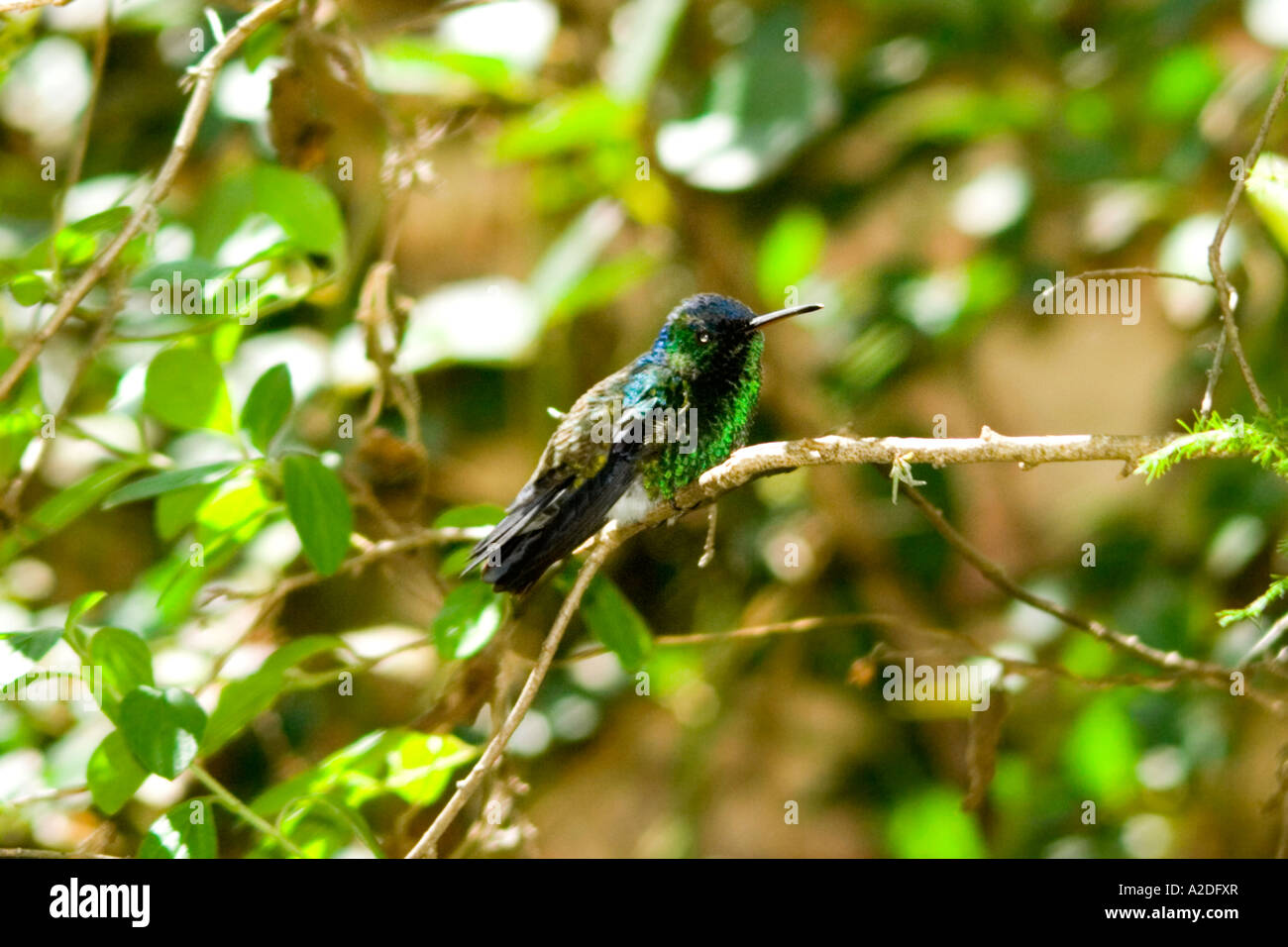 Hummig bird Buff-Winged starfrontlet (Coeligena Lutetiae), Andes ...