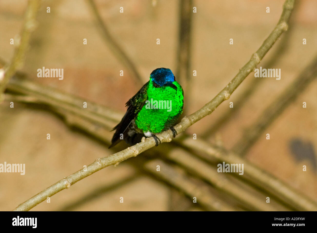 Hummig bird Buff-Winged starfrontlet (Coeligena Lutetiae), Andes ...