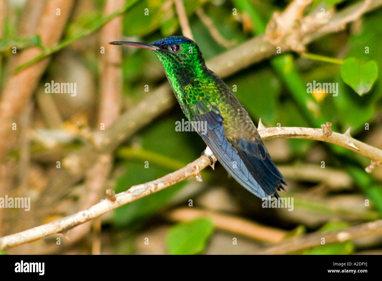 Hummig bird Buff-Winged starfrontlet (Coeligena Lutetiae), Andes ...